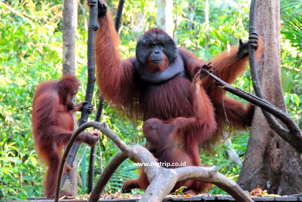 24 BINATANG KHAS DARI SELURUH DUNIA (Bagian 2)